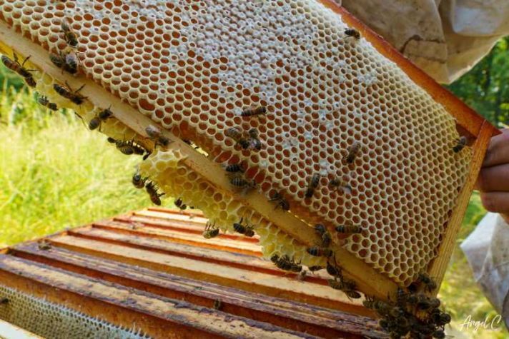 Au Rucher de Thivet - THIVET - Haute-Marne Attractivité